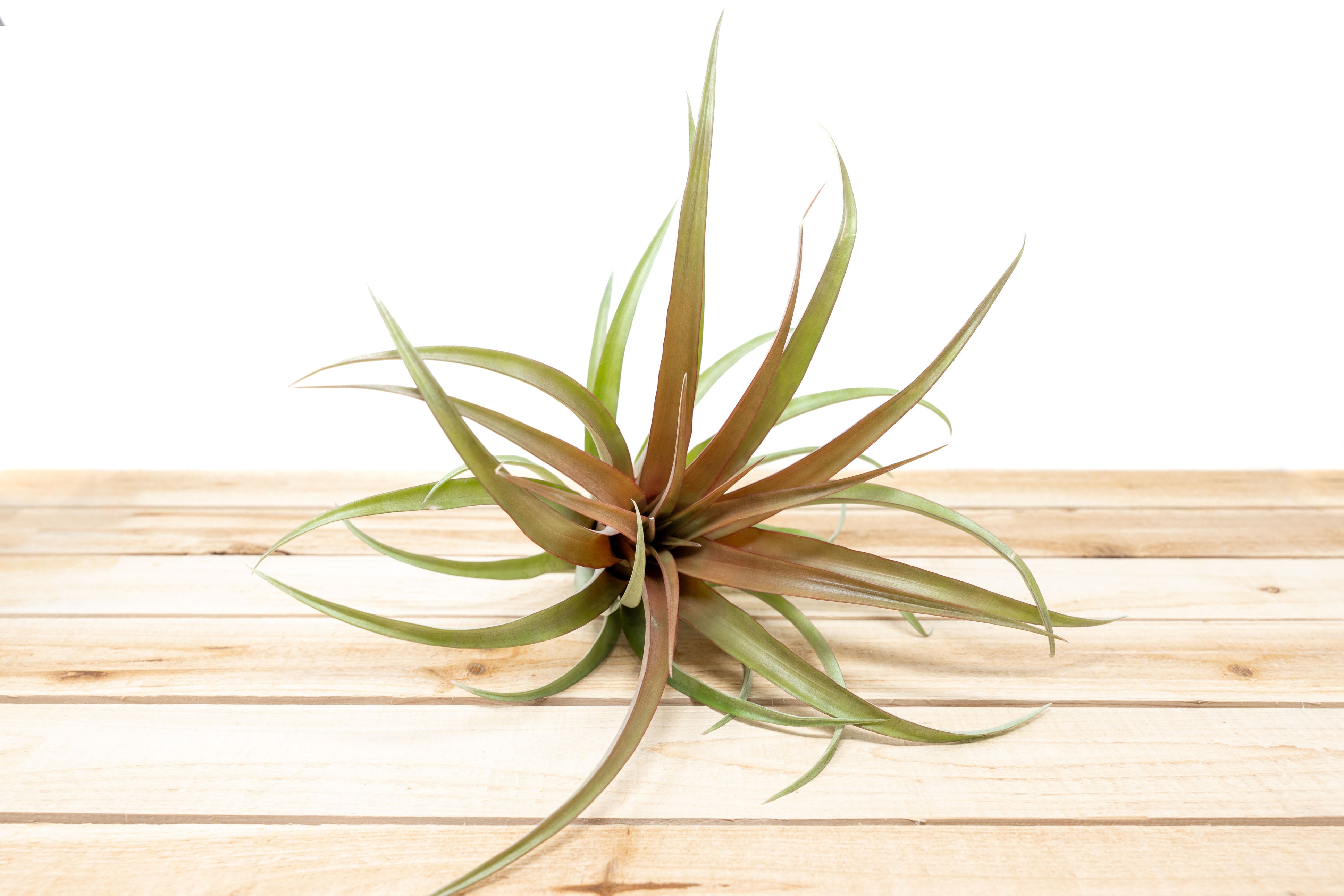 Tillandsia Capitata Red Air Plants – Air Plant Shop