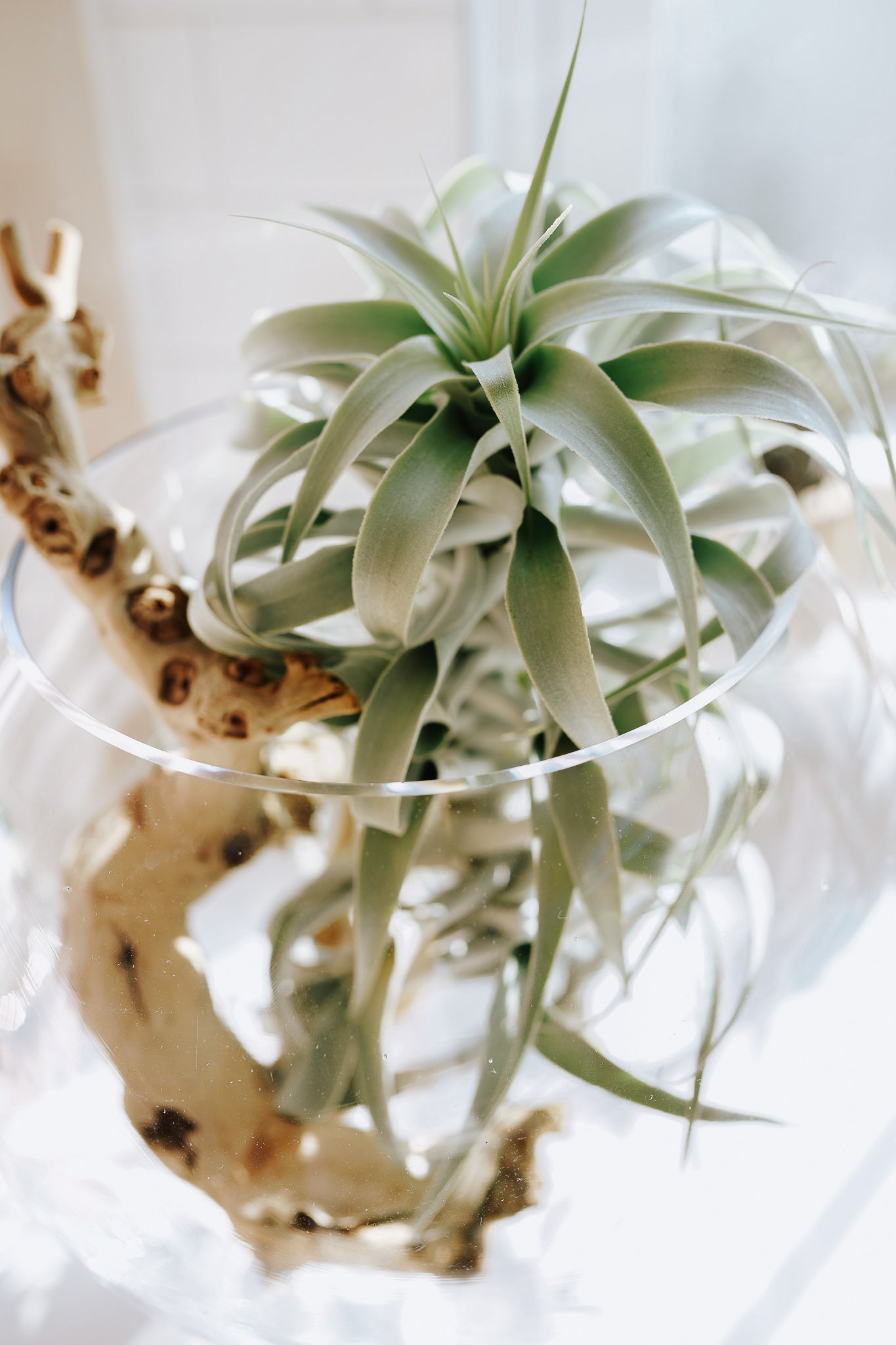 Wholesale Small Grapevine Wood for Displays – Air Plant Shop