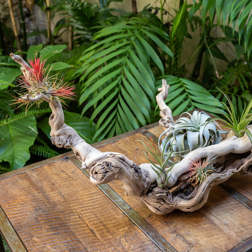 Shop Large Air Plants｜Big Tillandsia｜For Displays, Gifts & Events – Air ...
