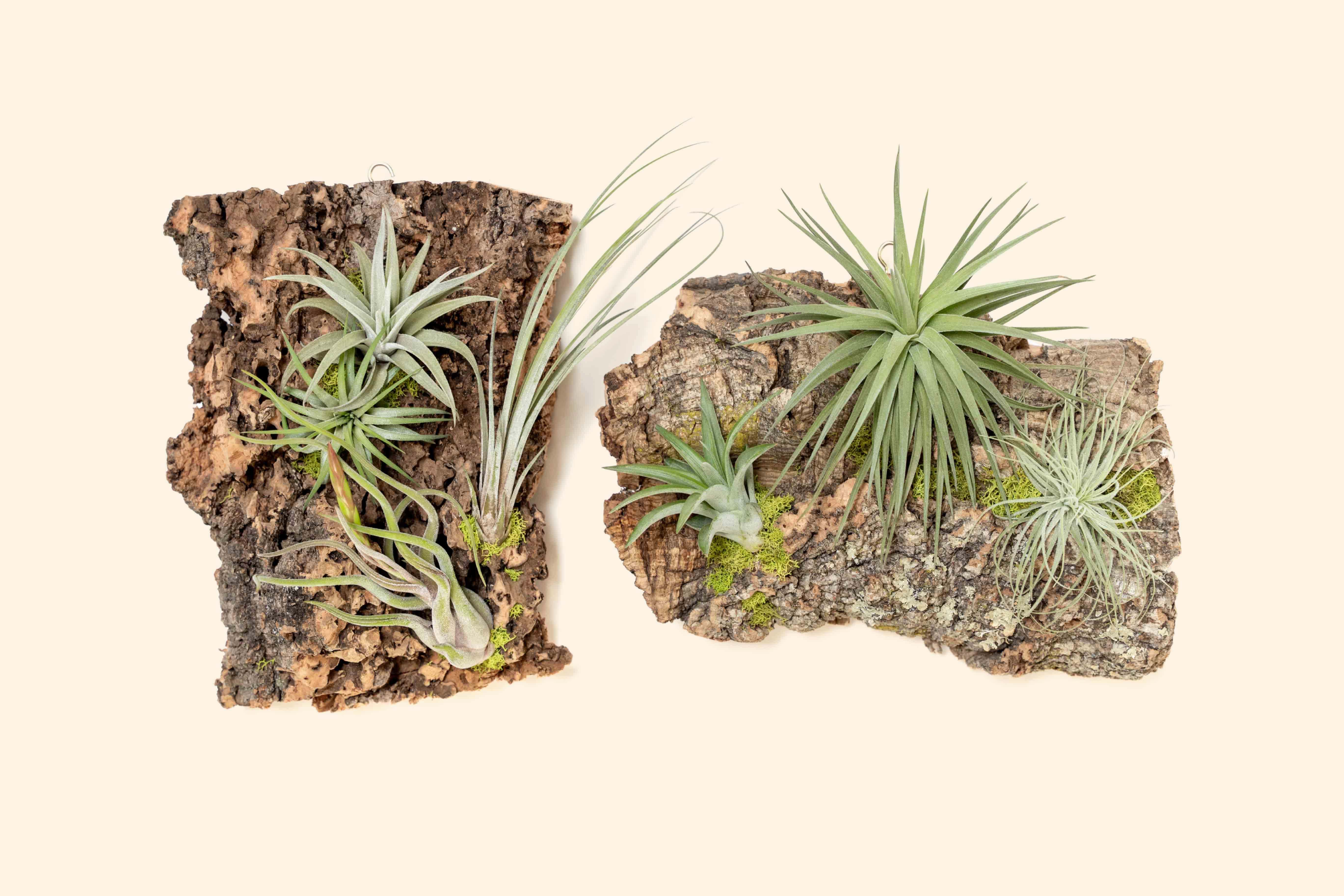Virgin Cork Bark Displays with Tillandsia Air Plants - Multiple Sizes ...