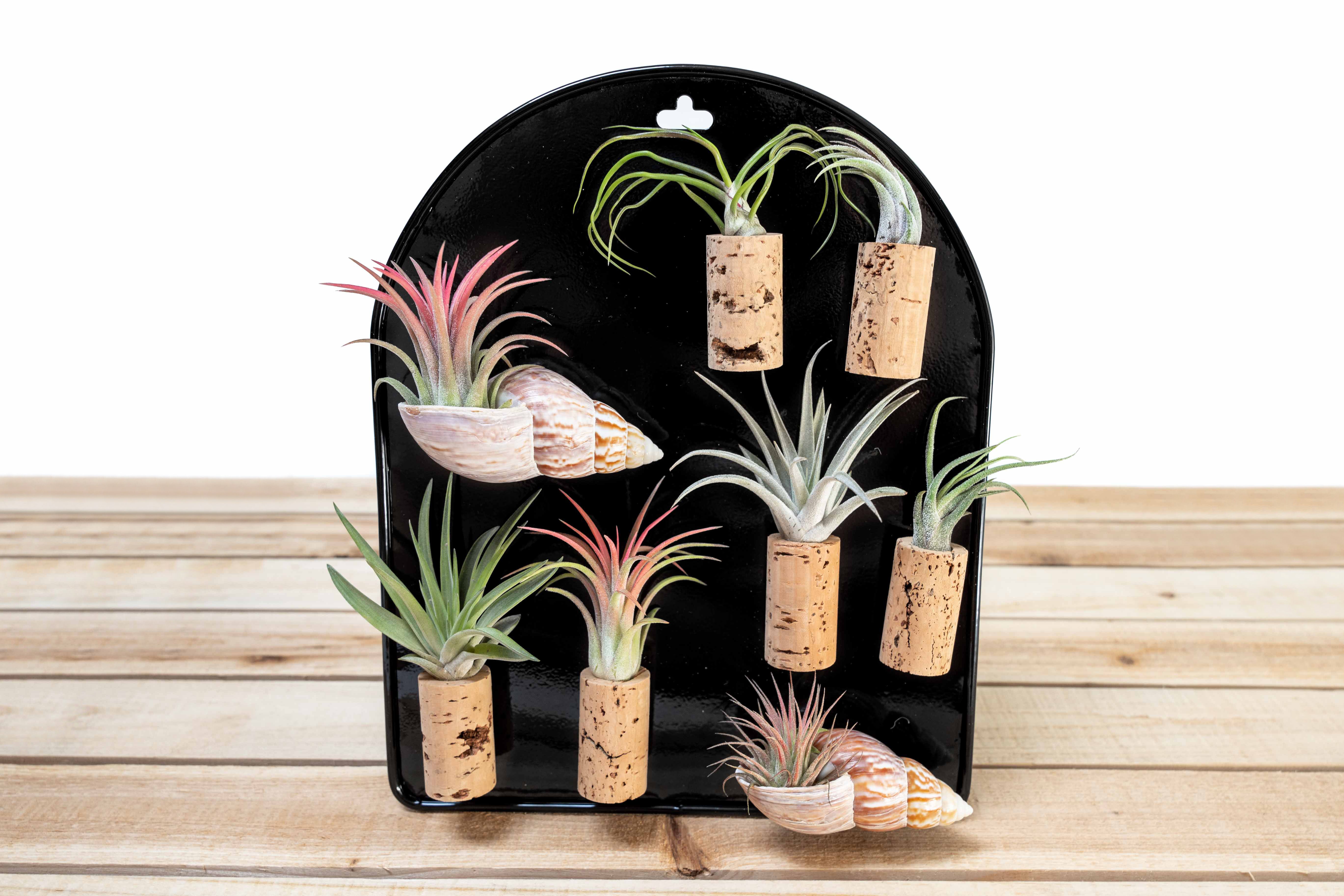 Magnetic Retail Display - For Tillandsia Air Plant Magnets – Air Plant Shop