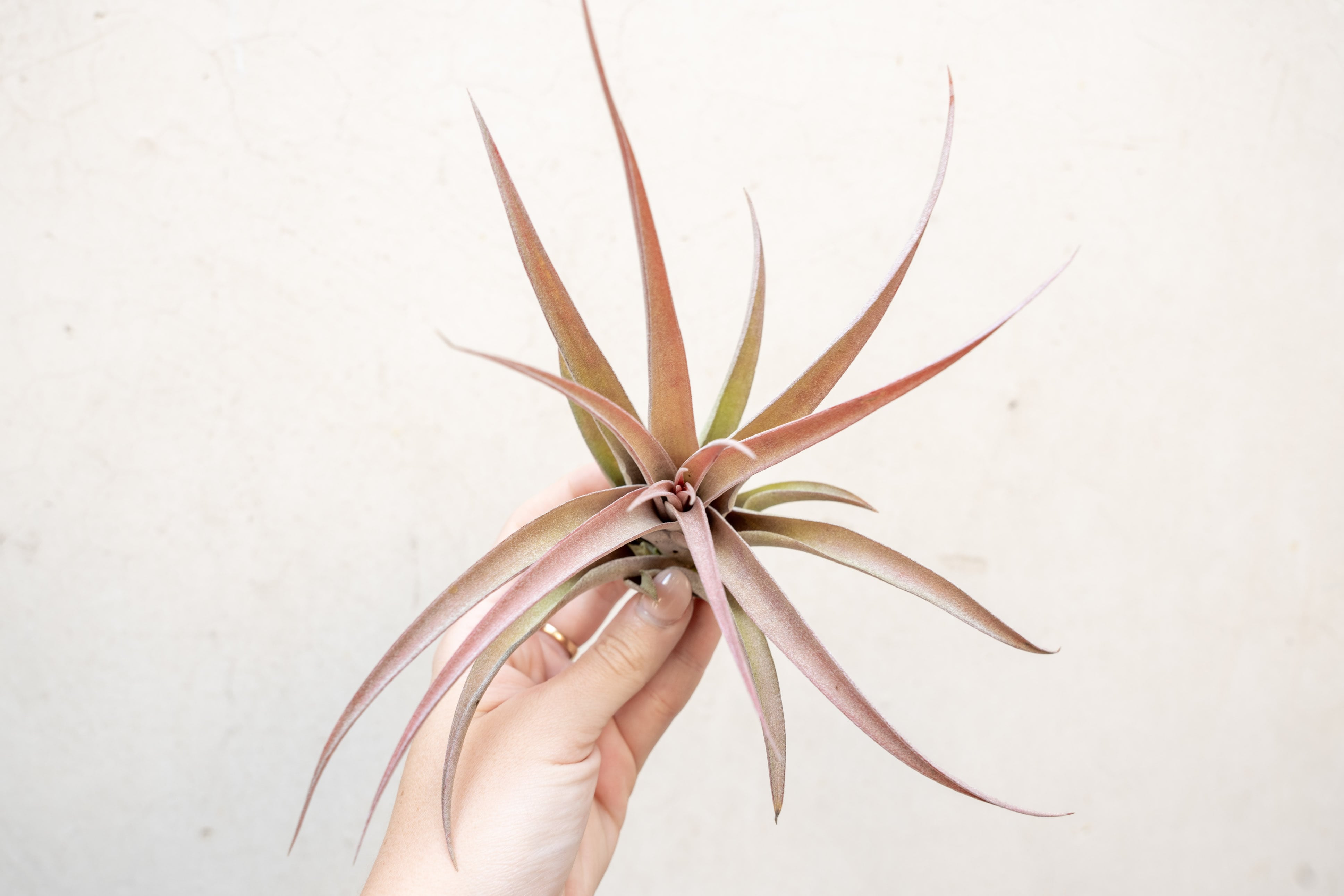 Tillandsia Capitata Peach Air Plants – Air Plant Shop