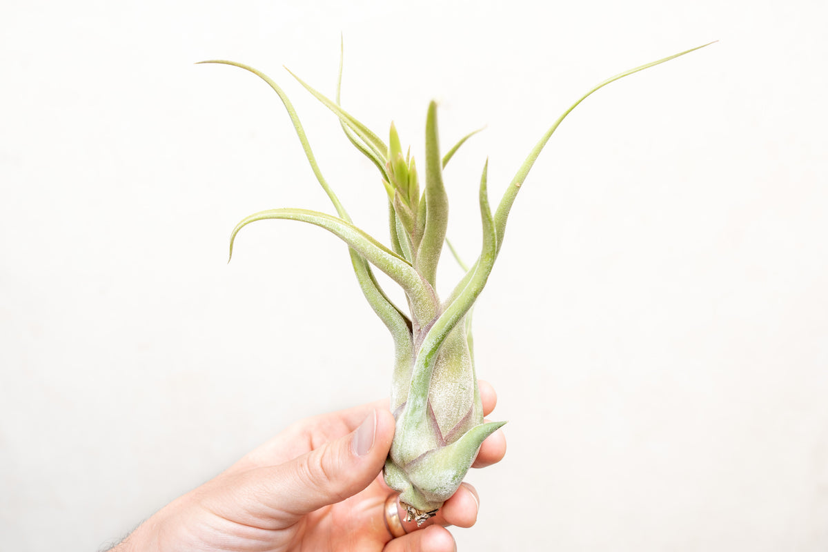 Shop Large Air Plants｜Big Tillandsia｜For Displays, Gifts & Events – Air ...