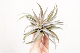 Air Plant Sale | Up to 70% Off | Buy Air Plants | Shop for Air Plants ...