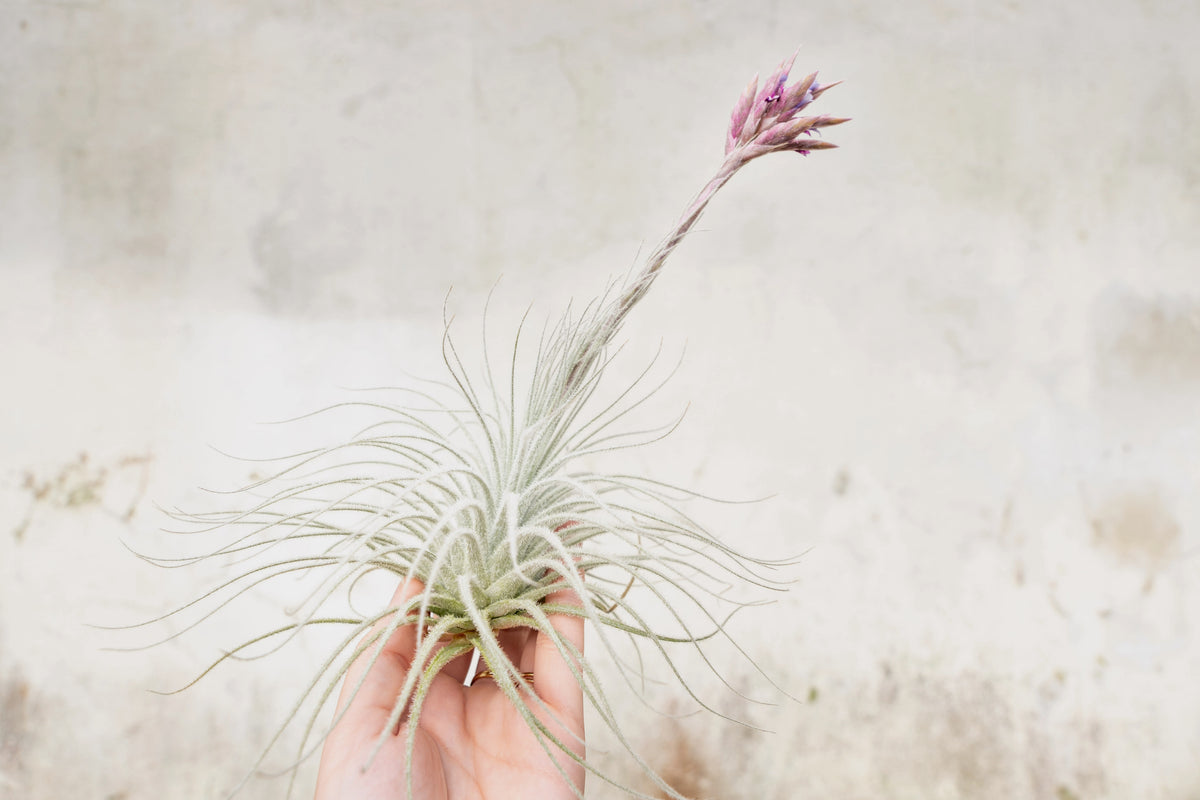Shop Large Air Plants｜Big Tillandsia｜For Displays, Gifts & Events – Air ...