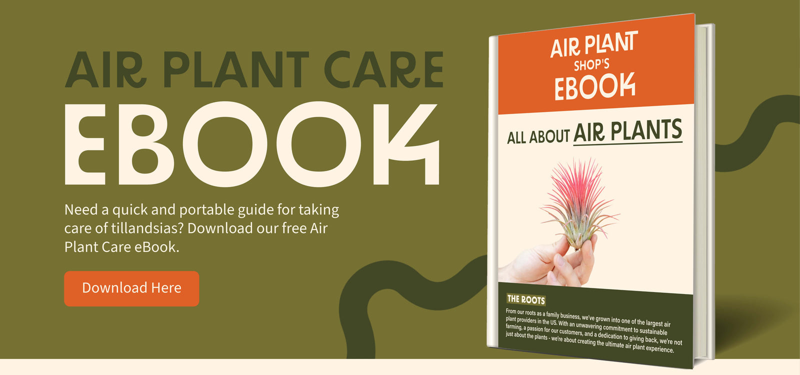 Free Tillandsia Air Plant Care E-Book – Air Plant Shop