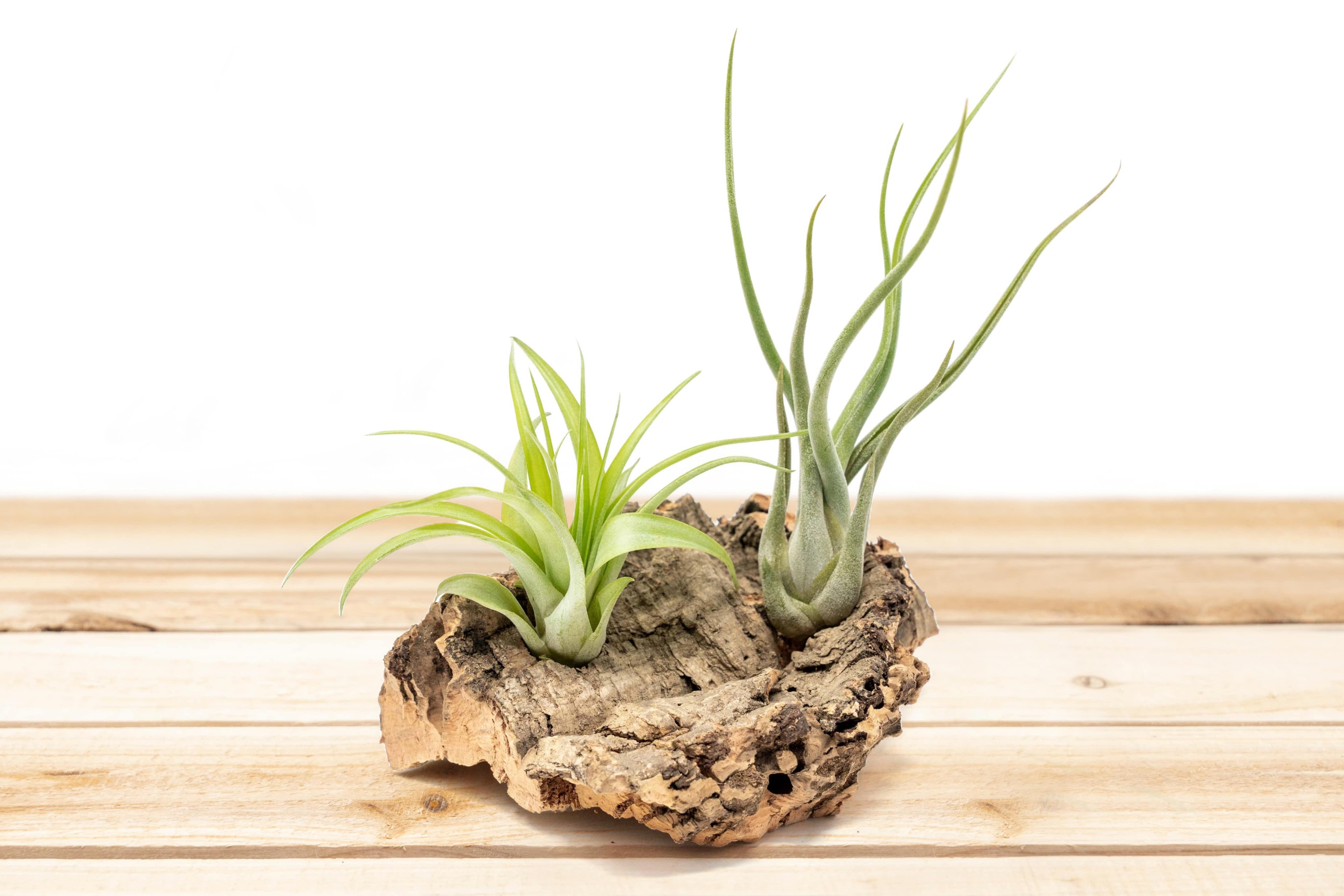 Small Tabletop Cork Bark Display with 2 Tillandsia Air Plants – Air ...