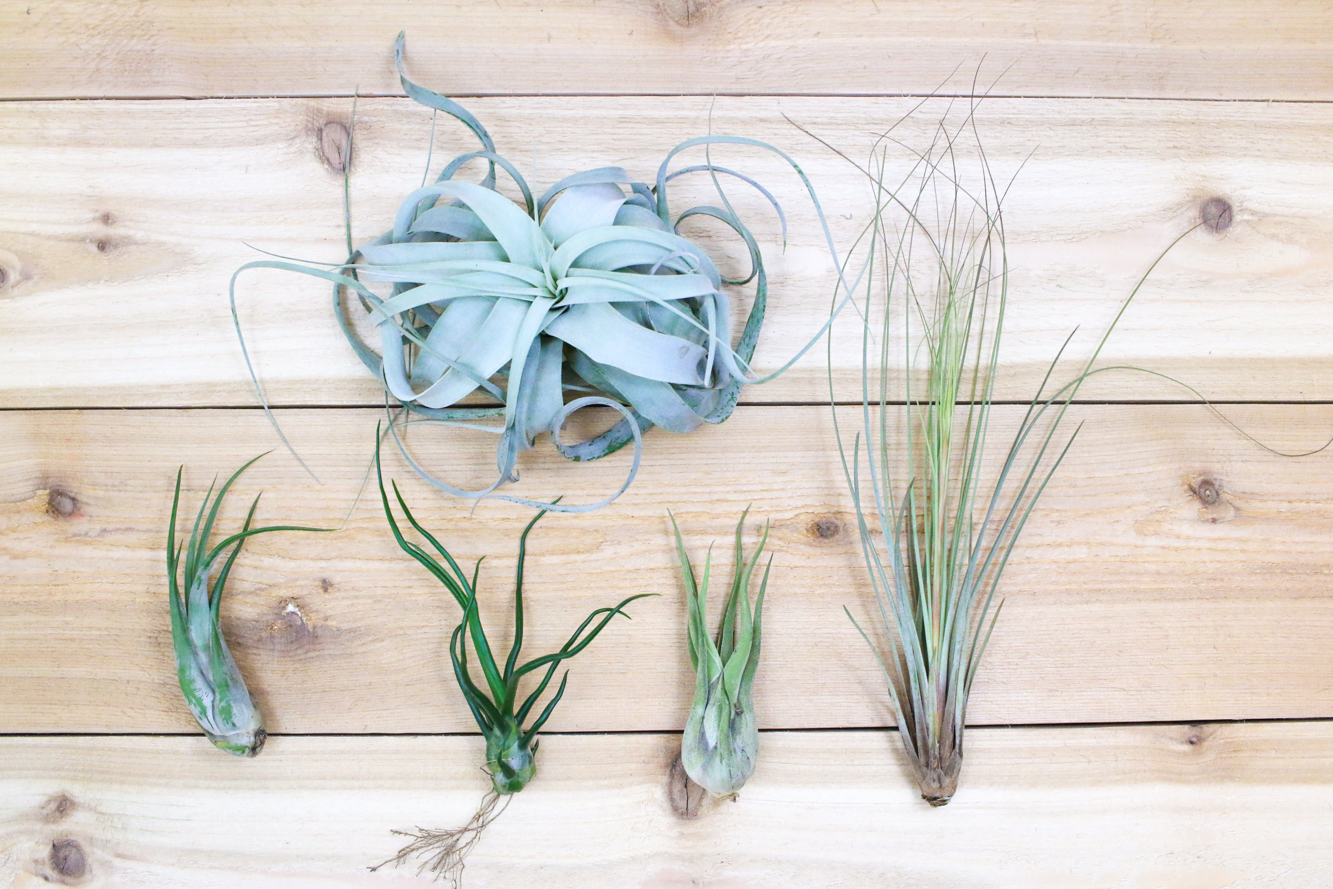 Five Large Tillandsia Air Plants Collection – Air Plant Shop