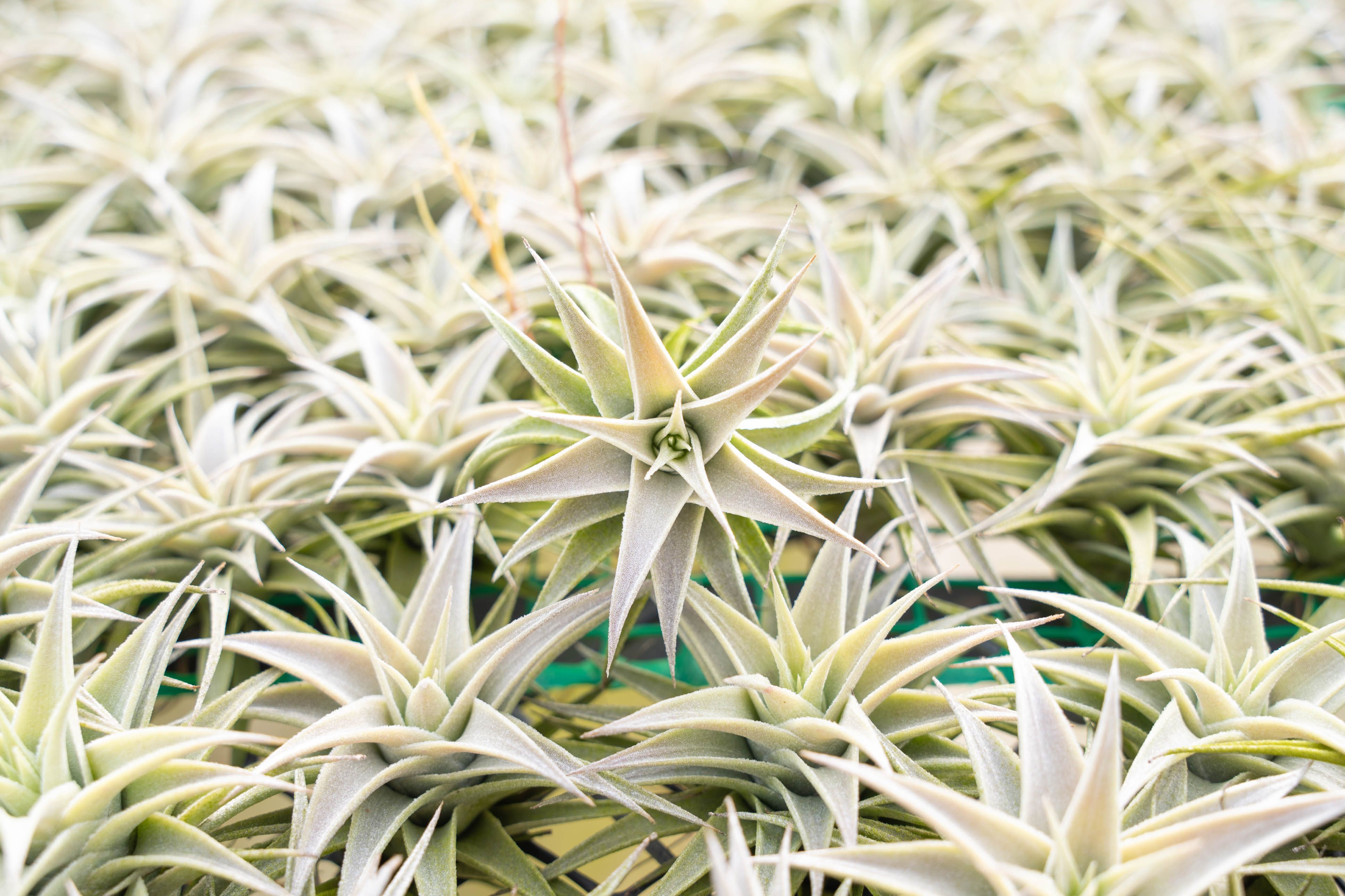 Tillandsia Edithae Rare Specimen Air Plants – Air Plant Shop