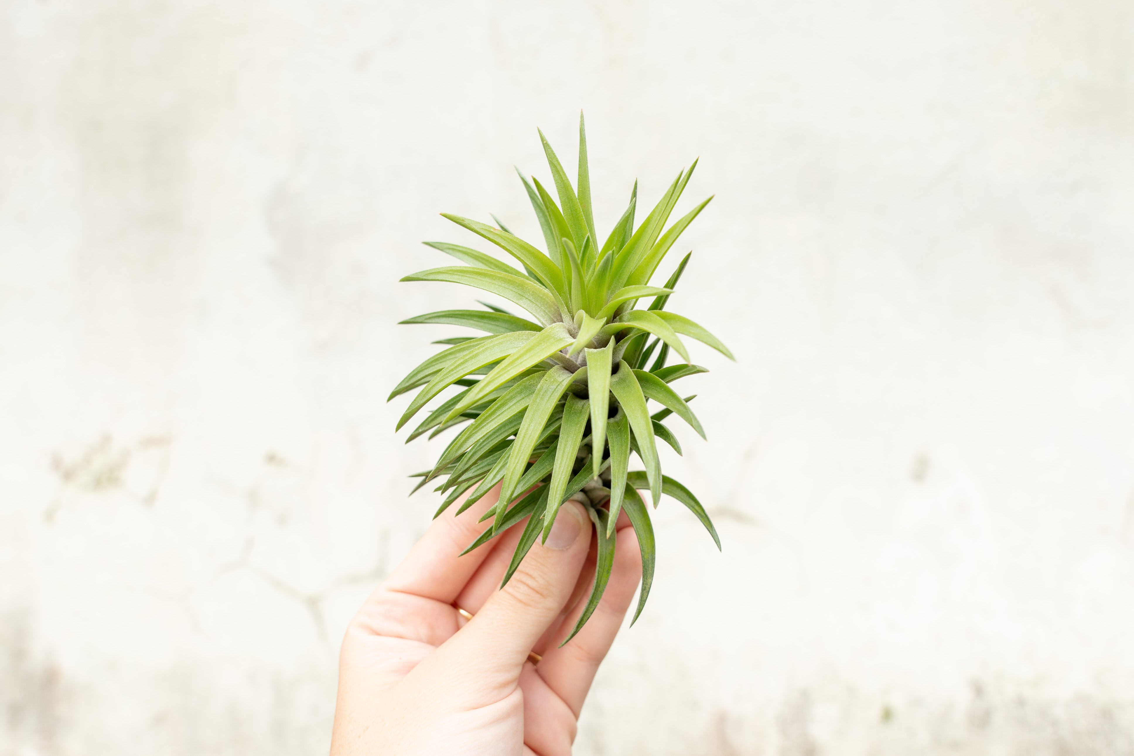 Tillandsia Neglecta Air Plants Unique and Hearty Species – Air Plant Shop